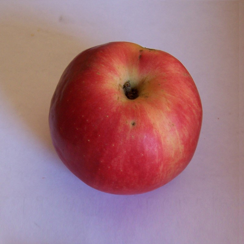 Liste des variétés de pommes