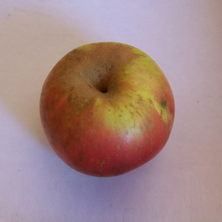 Liste des variétés de pommes